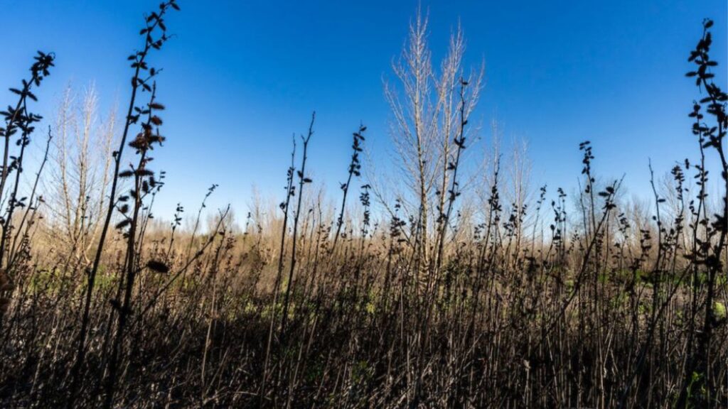 Dos Rios Ranch State Park Opens in Modesto After Nearly 20-Year Wait ...